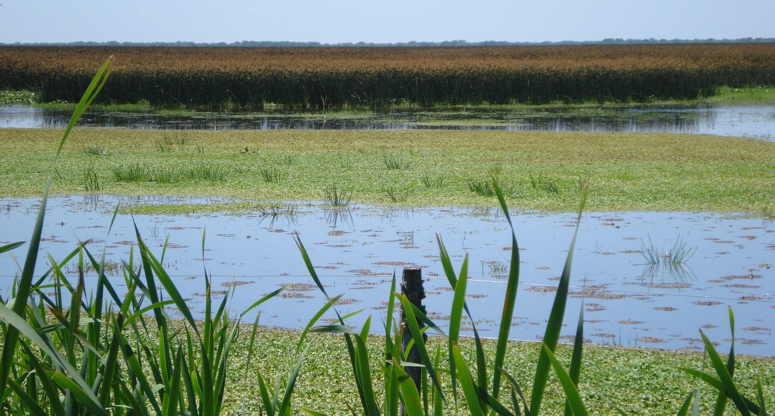 Los humedales, nuestro tesoro | CONICET Santa Fe